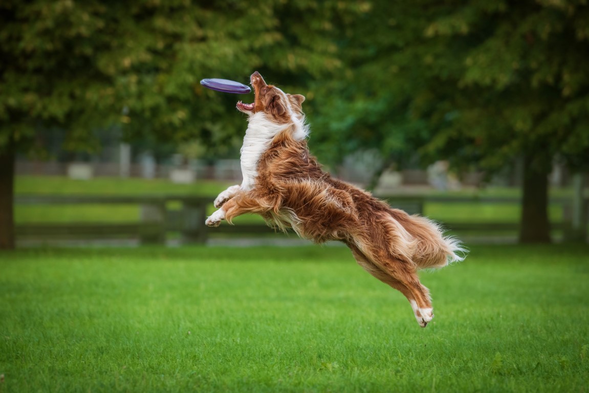 Canine Aerobatics: A Disc Dog Quiz - Think You Know Sports